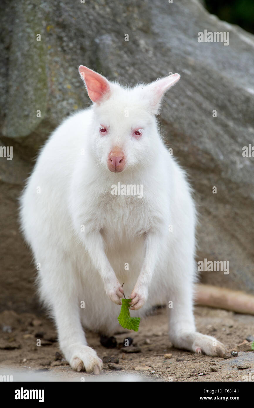 Closeup of a Red-necked Wallaby white albino female Stock Photo - Alamy
