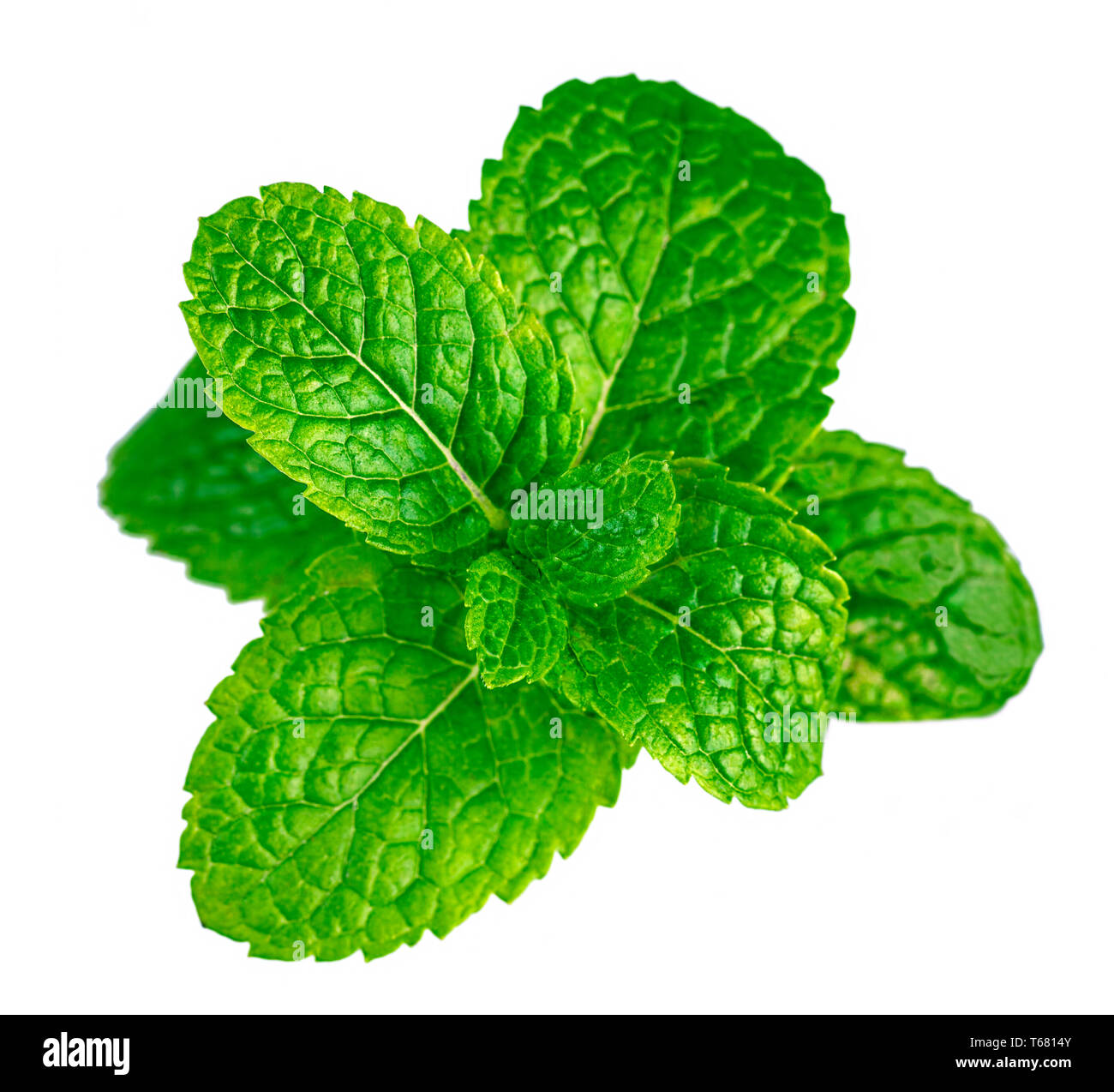 Fresh mint leaves hi-res stock photography and images - Alamy
