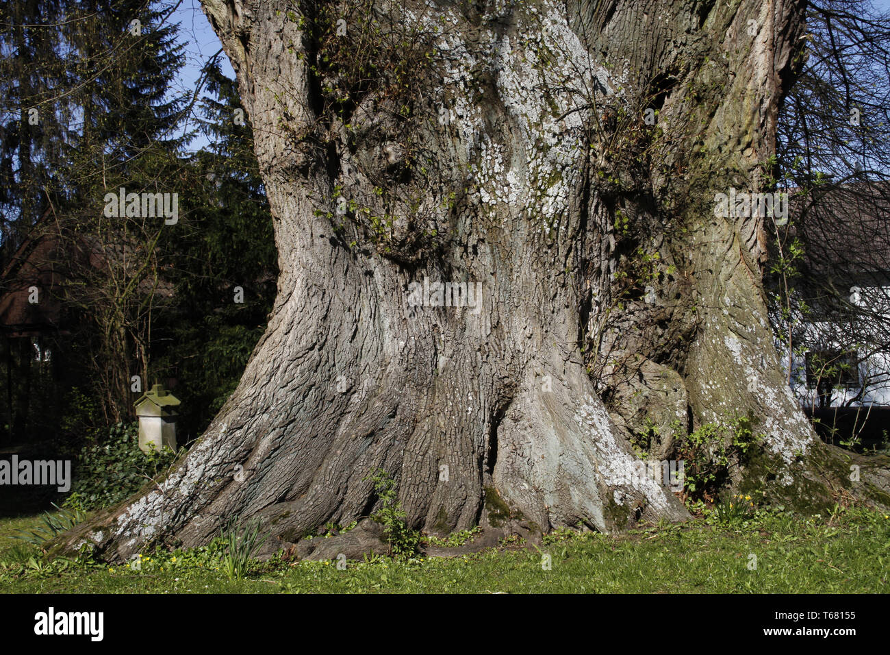 Tilia genus hi-res stock photography and images - Alamy