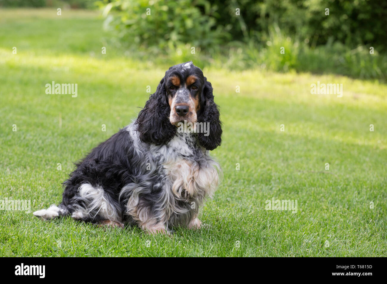 outdoor portrait of sitting english cocker spaniel Stock Photo - Alamy