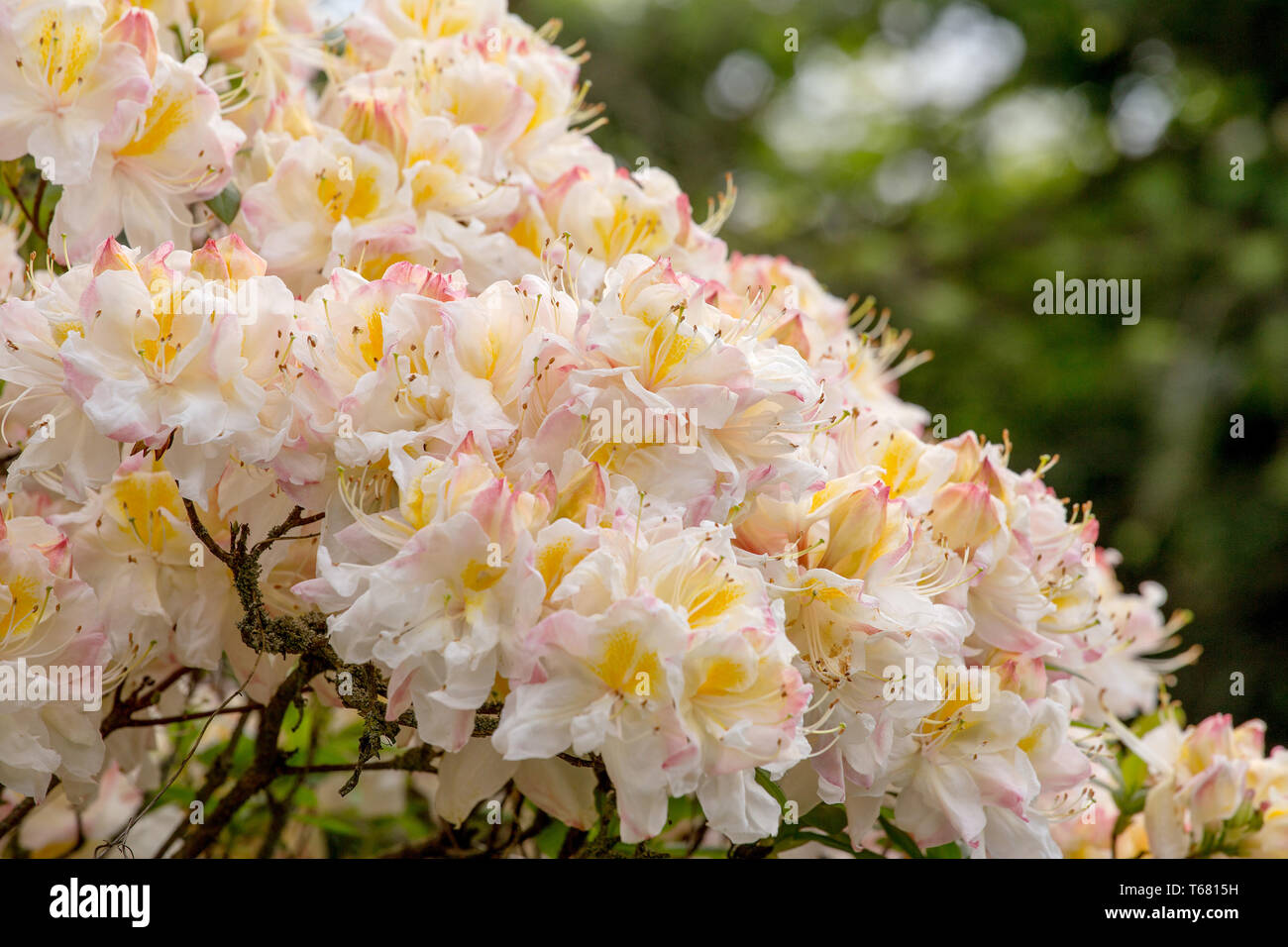 White azalea, Rhododendron bush in blossom Stock Photo - Alamy