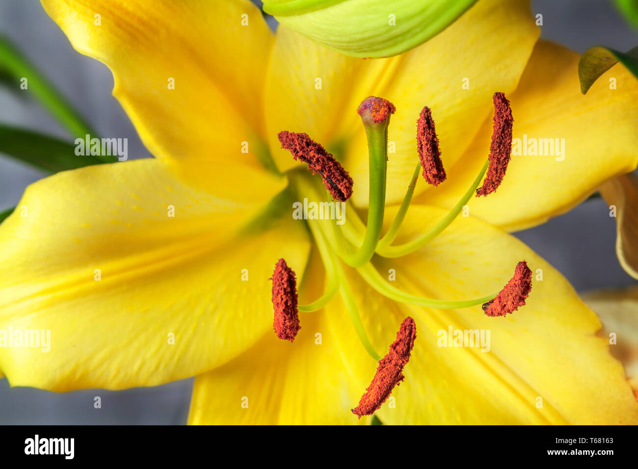 Pistil and stamens showing in yellow Lily flower. Part of the flower ... Pistil and stamens showing in yellow Lily flower. Part of the flower ...