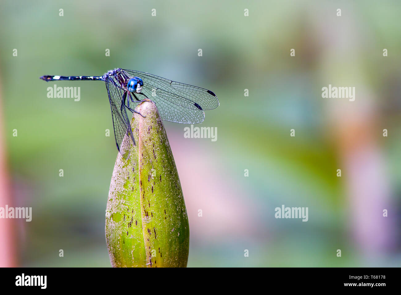 Close-up photography of an azure damselfy on top of a water lily bud ...