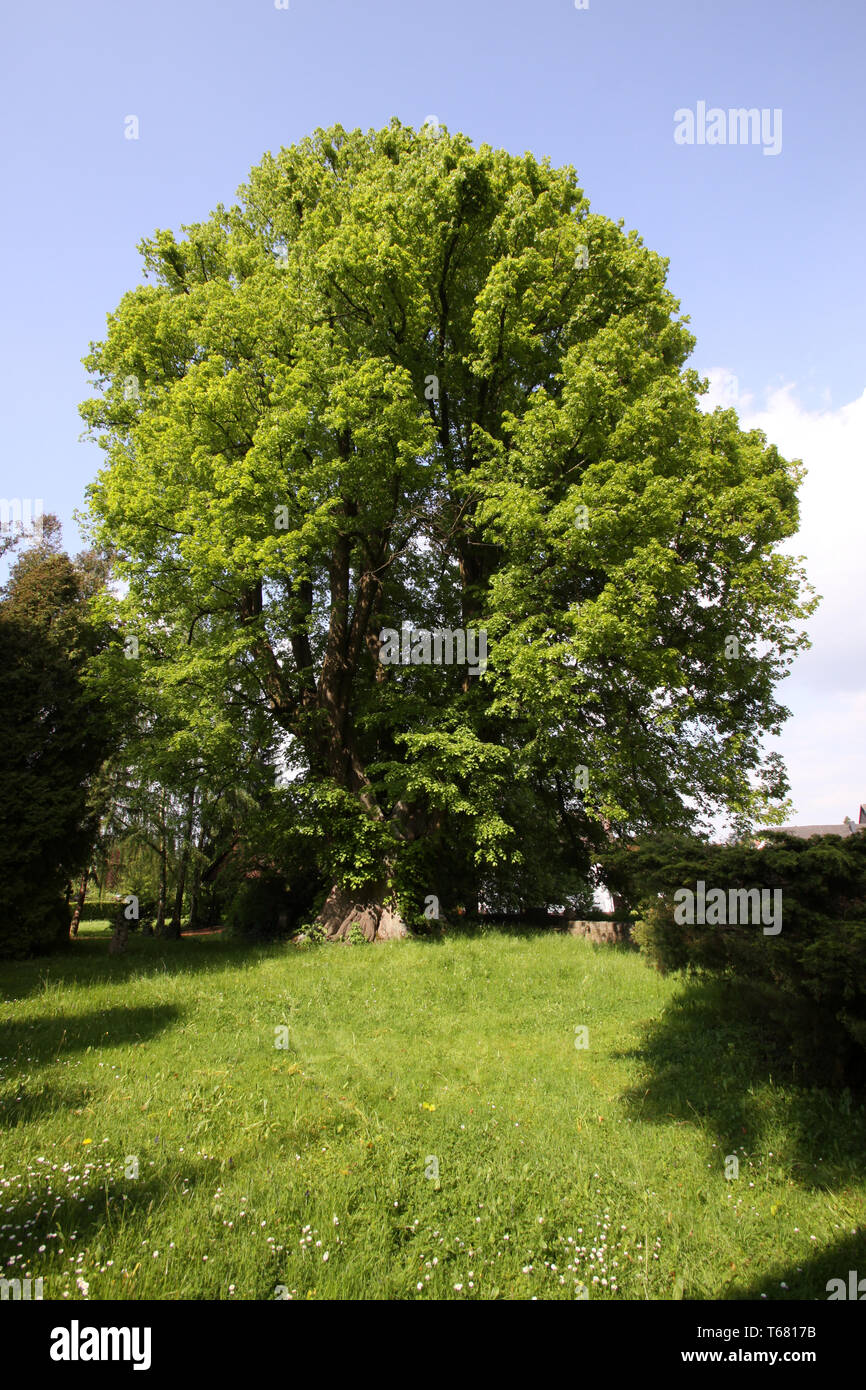 Tilia genus hi-res stock photography and images - Alamy