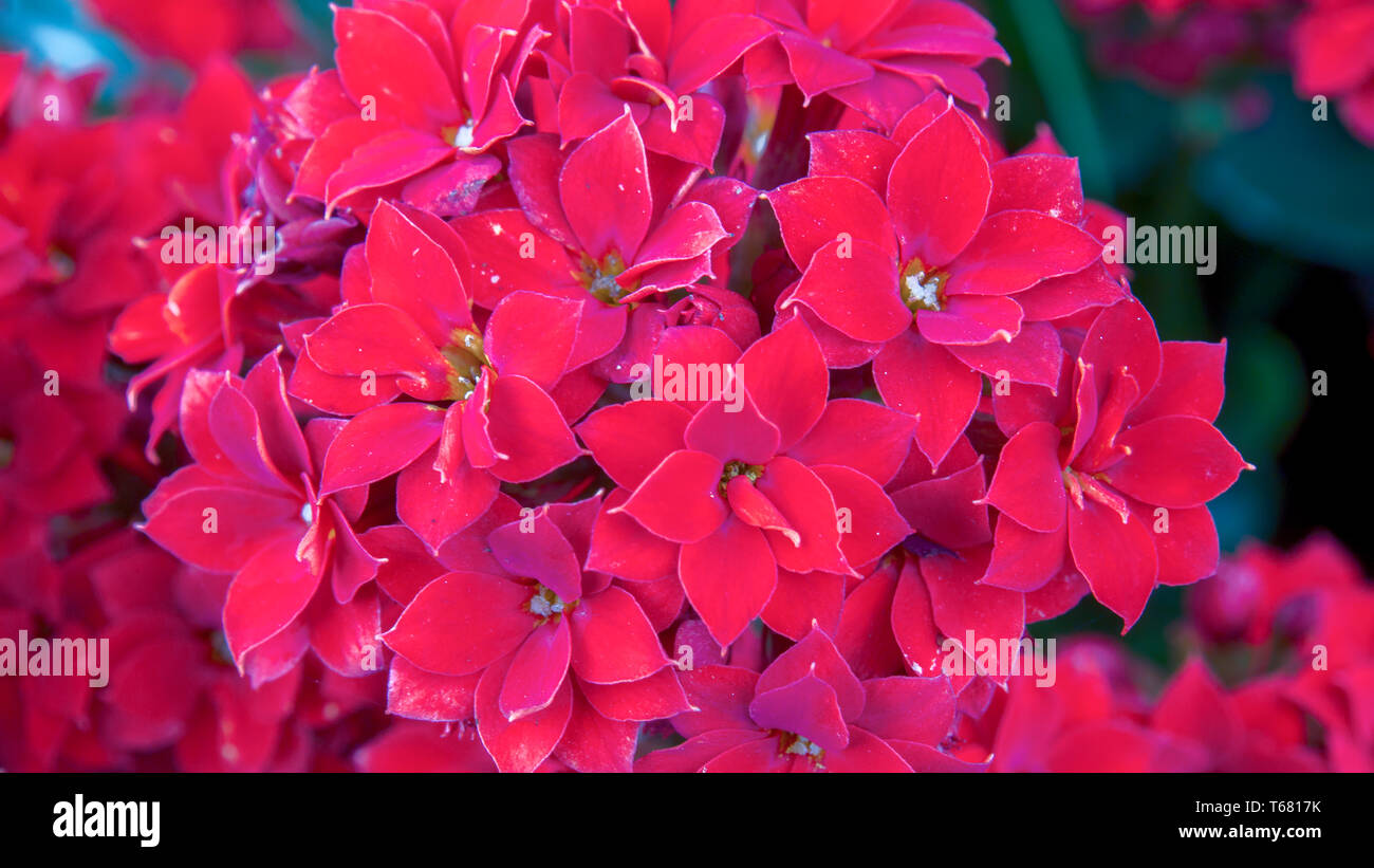 A bouquet of unidentified intense red little flowers. Captured at the ...