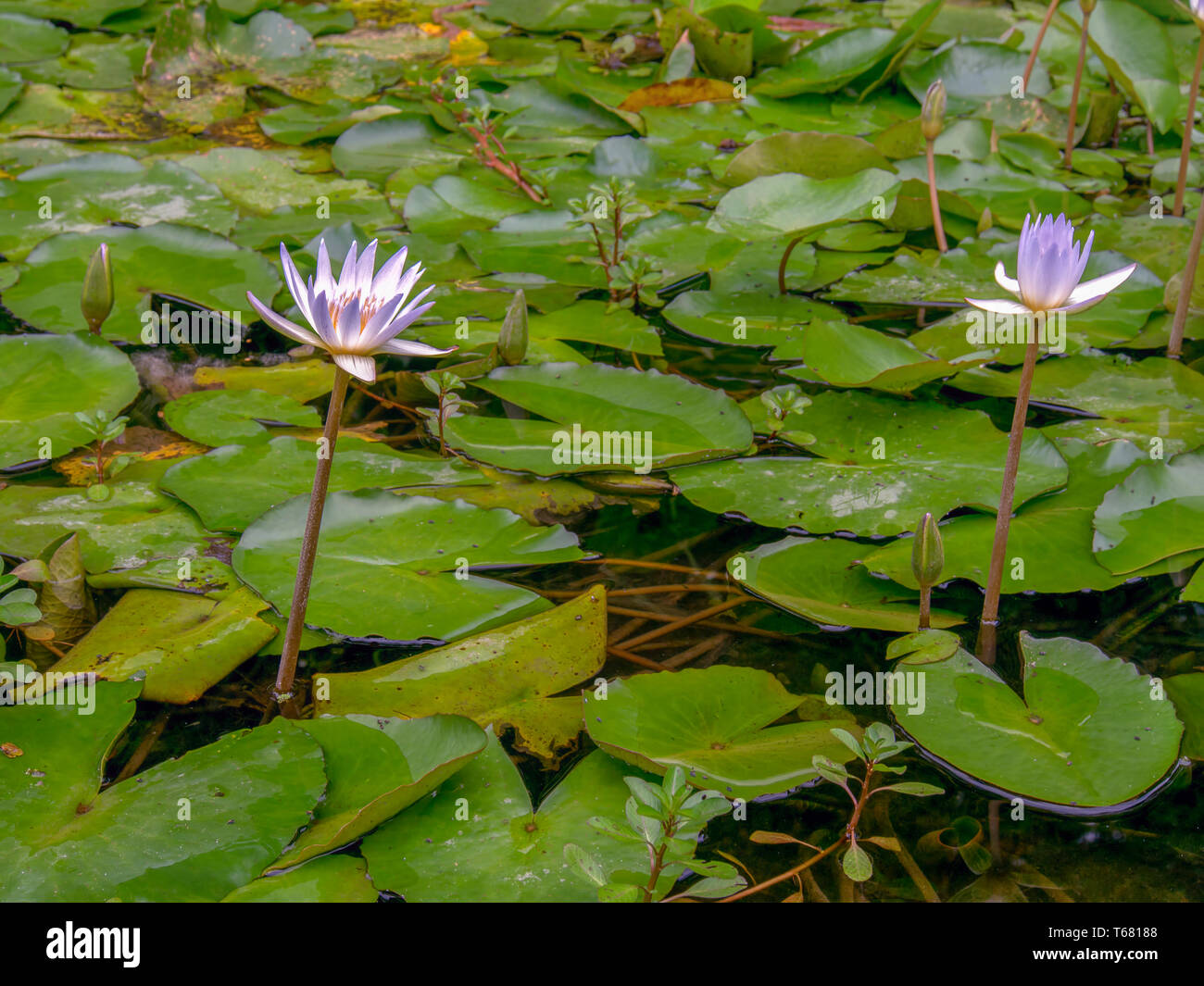 Lilies in spring southern hi-res stock photography and images - Alamy