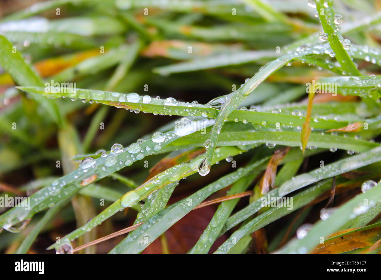 Water droplets on grass Stock Photo - Alamy