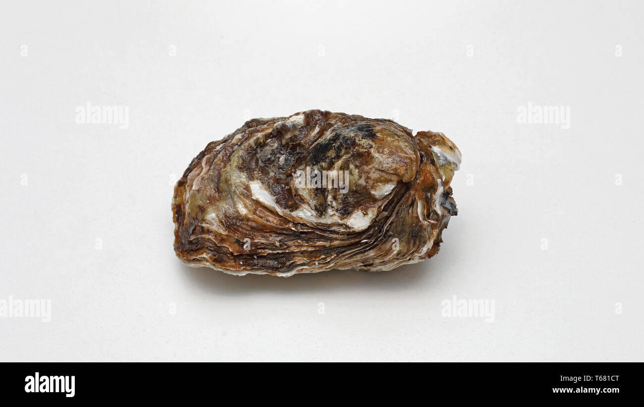 Closed oyster shell hi-res stock photography and images - Alamy