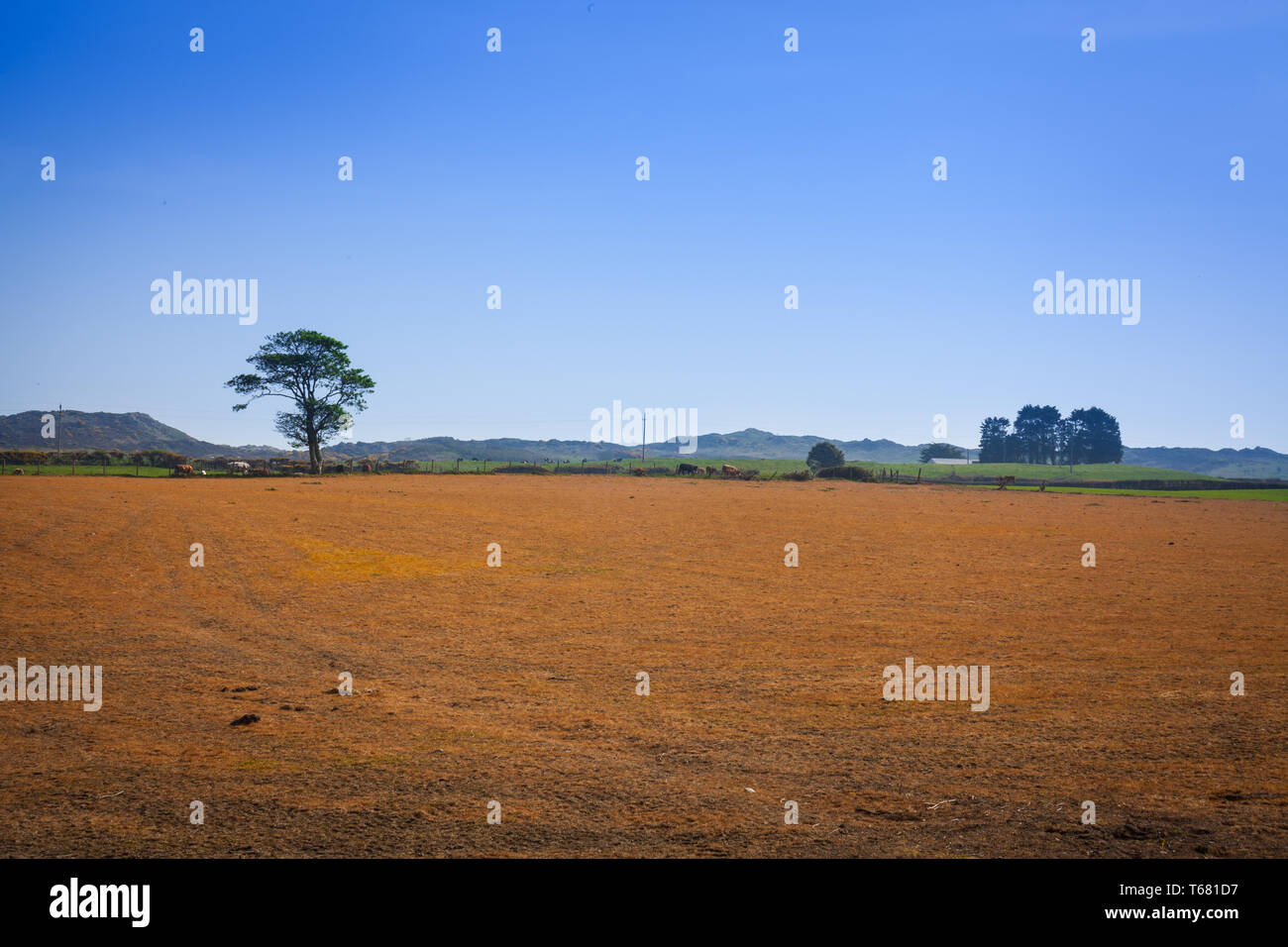 Field with a single tree in Northern Ireland Stock Photo - Alamy