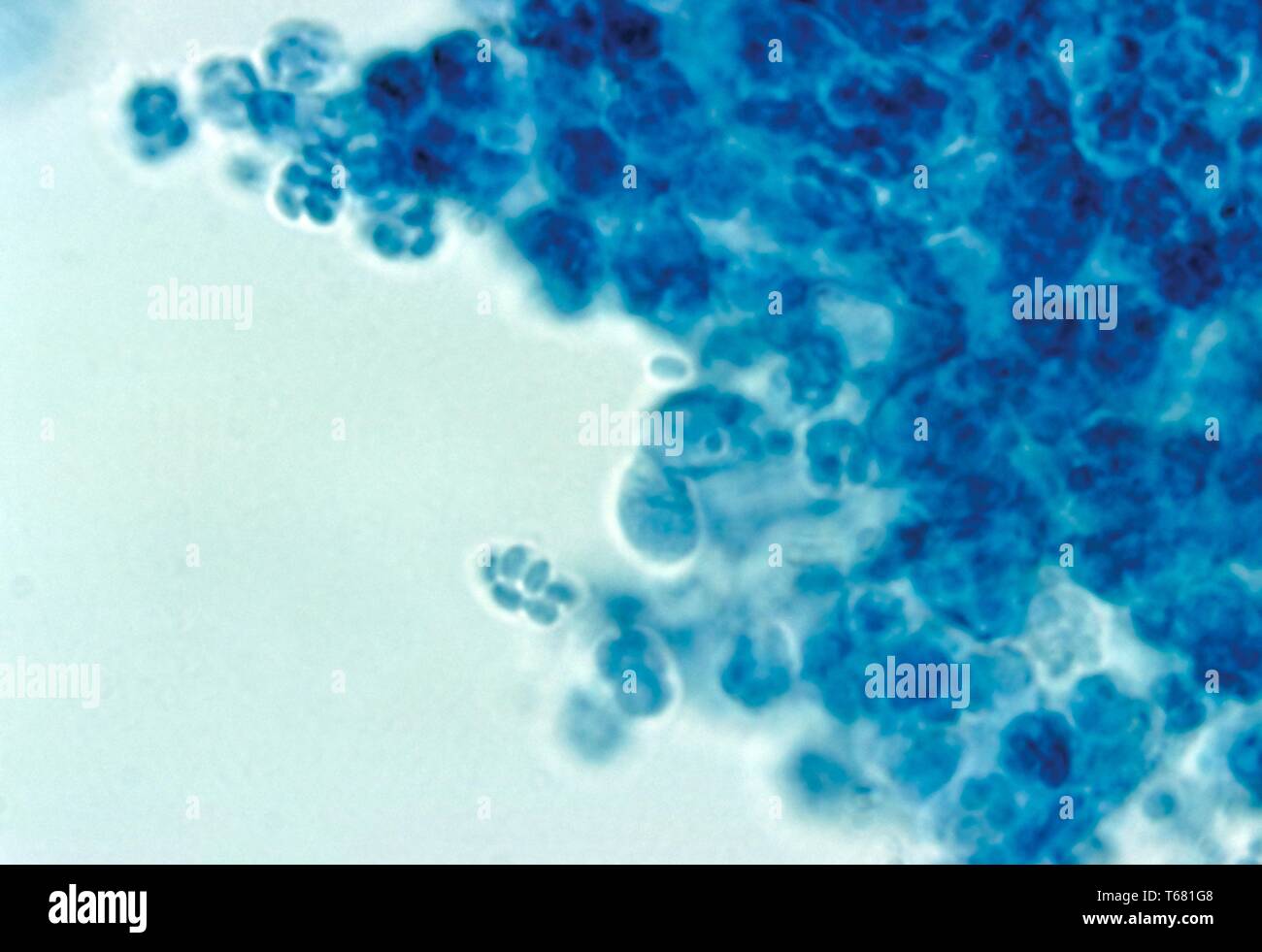 Ascospores Under Microscope