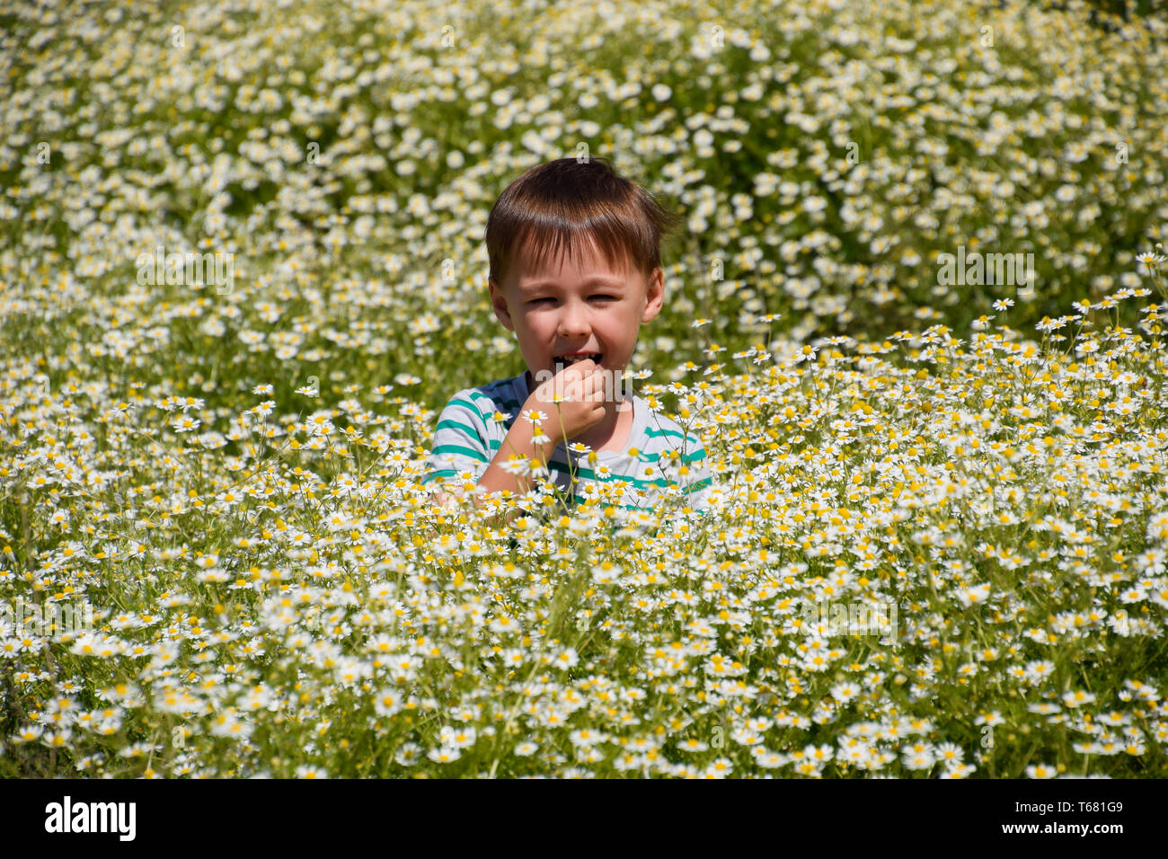 boy in daisy flowers, field with daisies blooms Stock Photo - Alamy