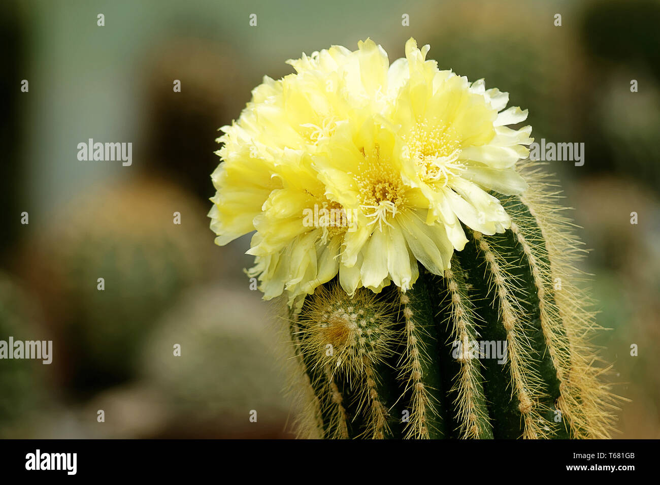 Notocactus hi-res stock photography and images - Alamy