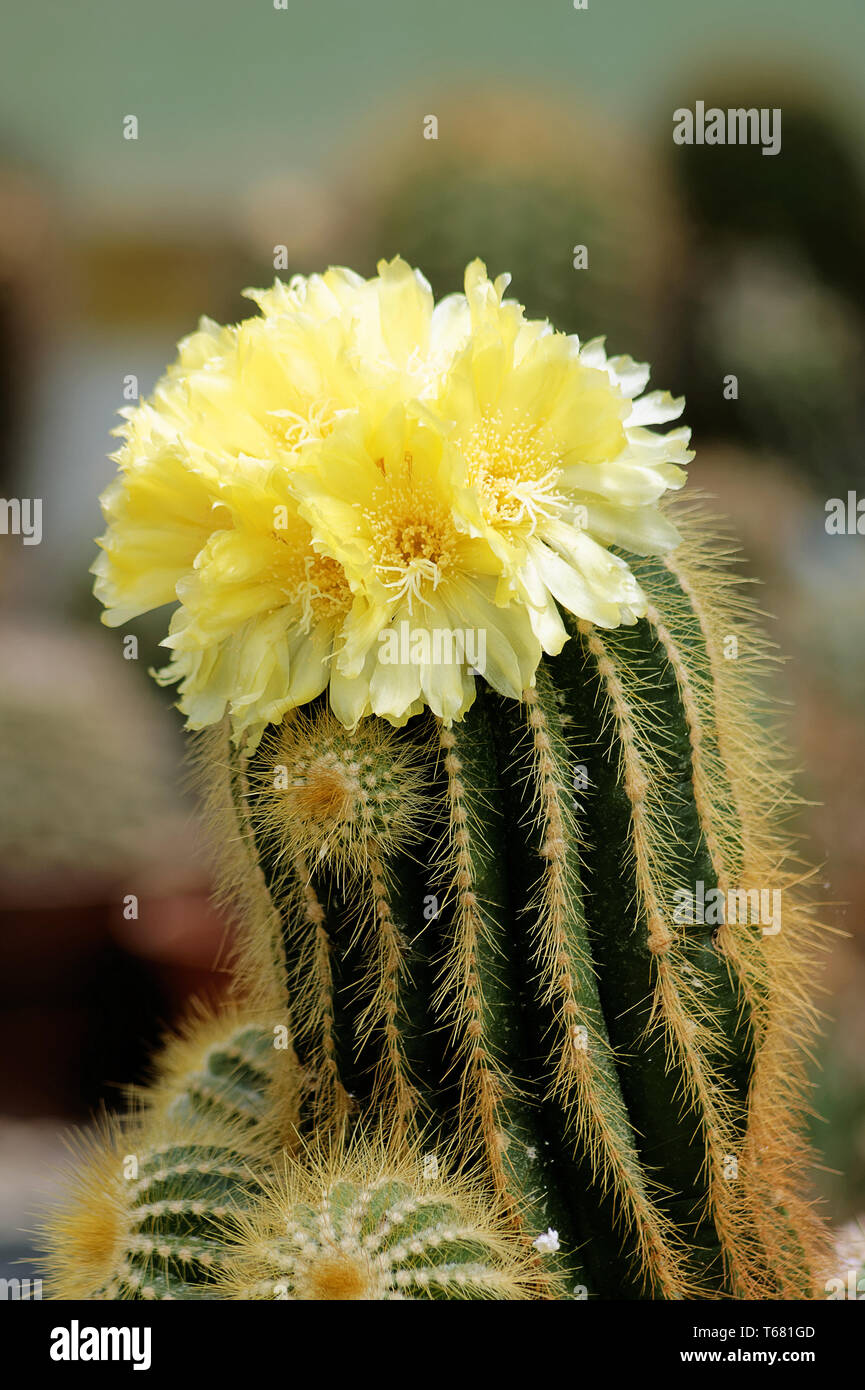 Notokaktus hi-res stock photography and images - Alamy