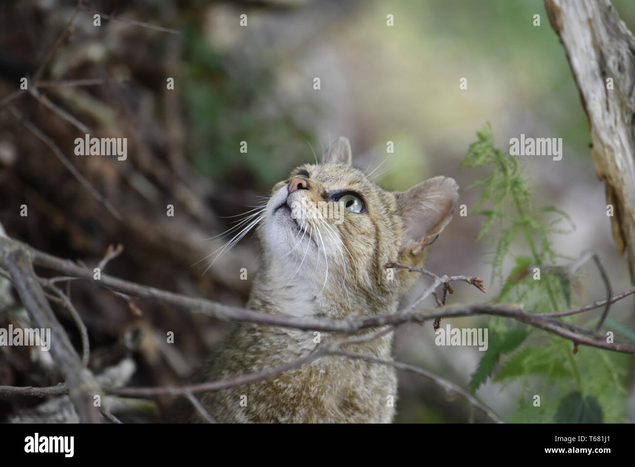European Wild Cat, Felis silvestris, South Germany Stock Photo - Alamy