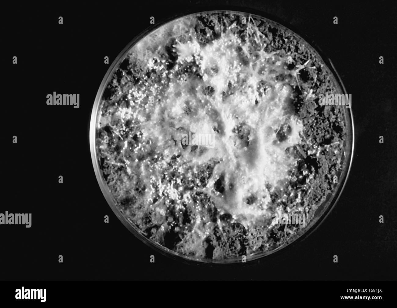 Cleistothecia Black and White Stock Photos & Images - Alamy