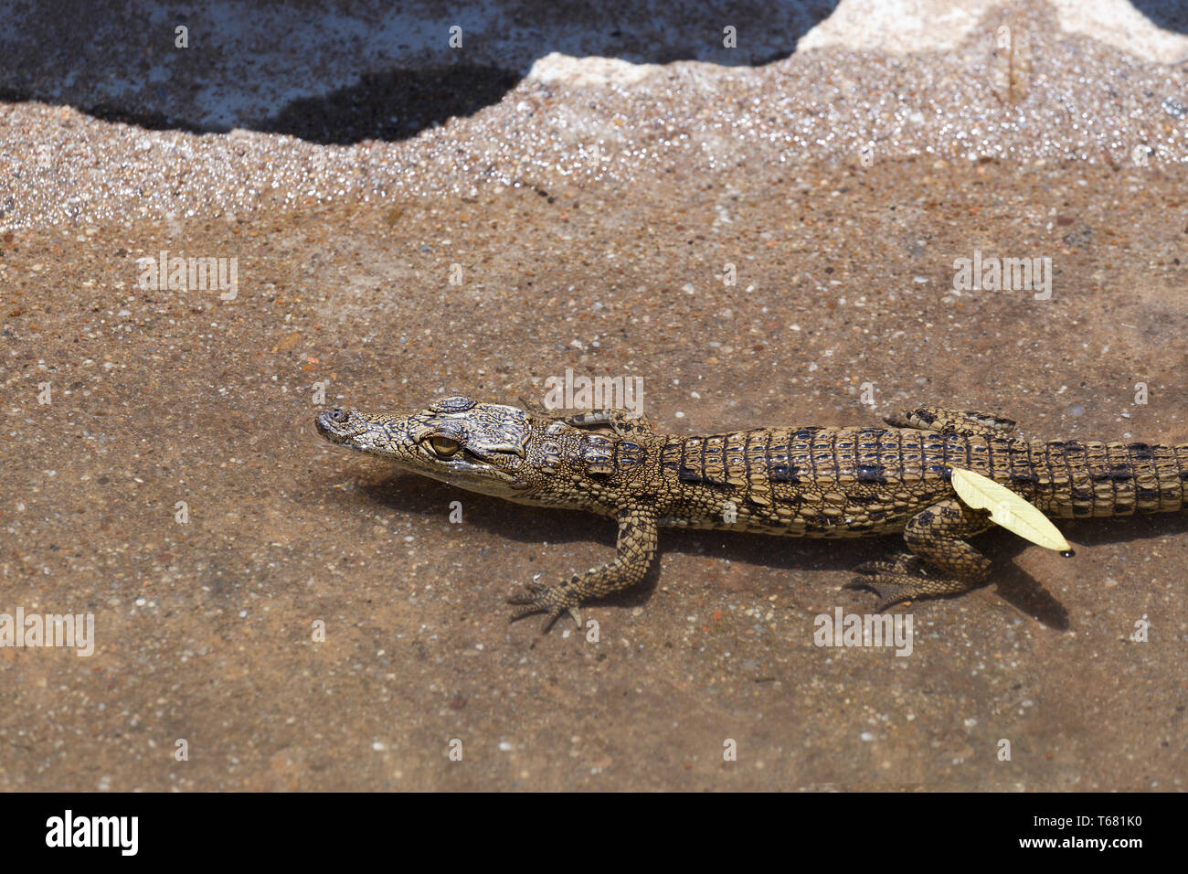 baby of a Nile Crocodile Stock Photo - Alamy