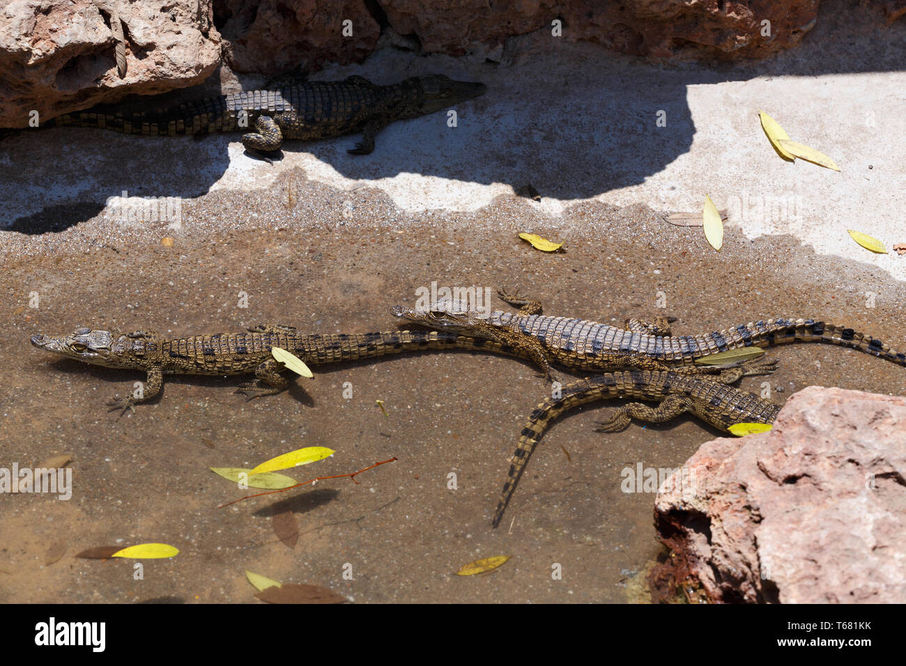 Baby crocodile mouth open hi-res stock photography and images - Alamy