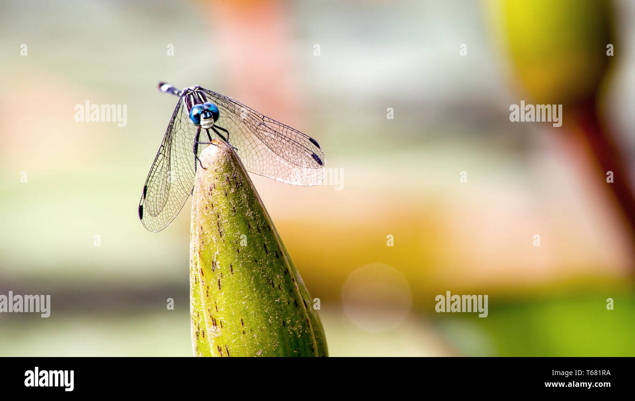 Close-up photography of an azure damselfy on top of a water lily bud ...