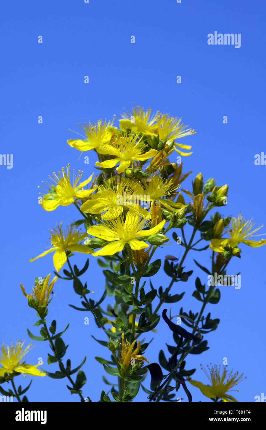 chase-devil, Klamath weed, Tipton's weed, goat weed, St. John's wort ...