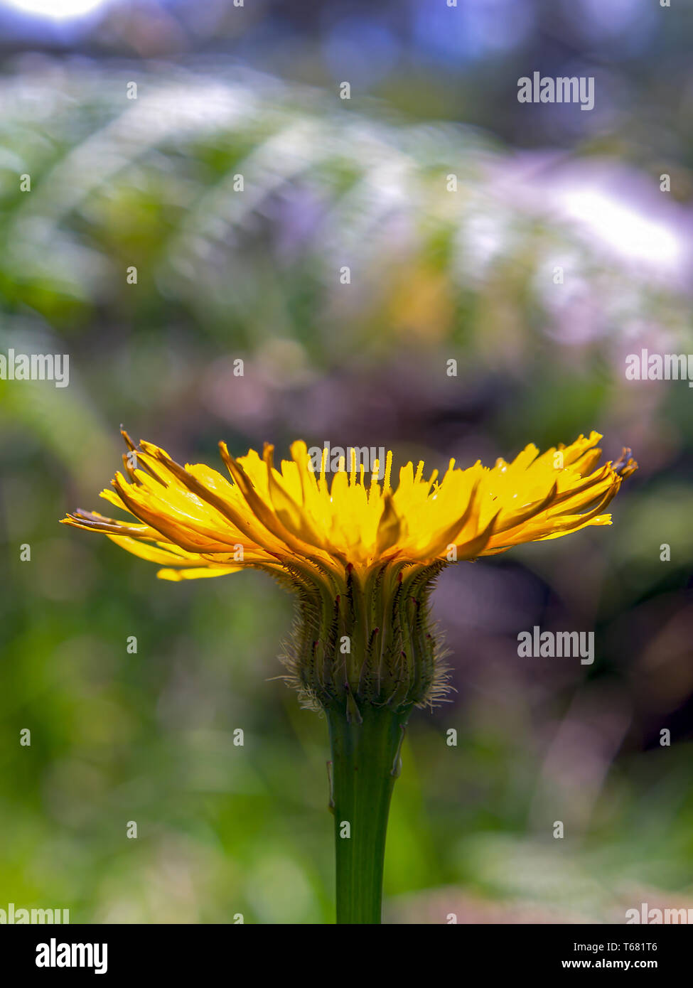 Macro photography of a dandelion flower from the side. captured at the ...