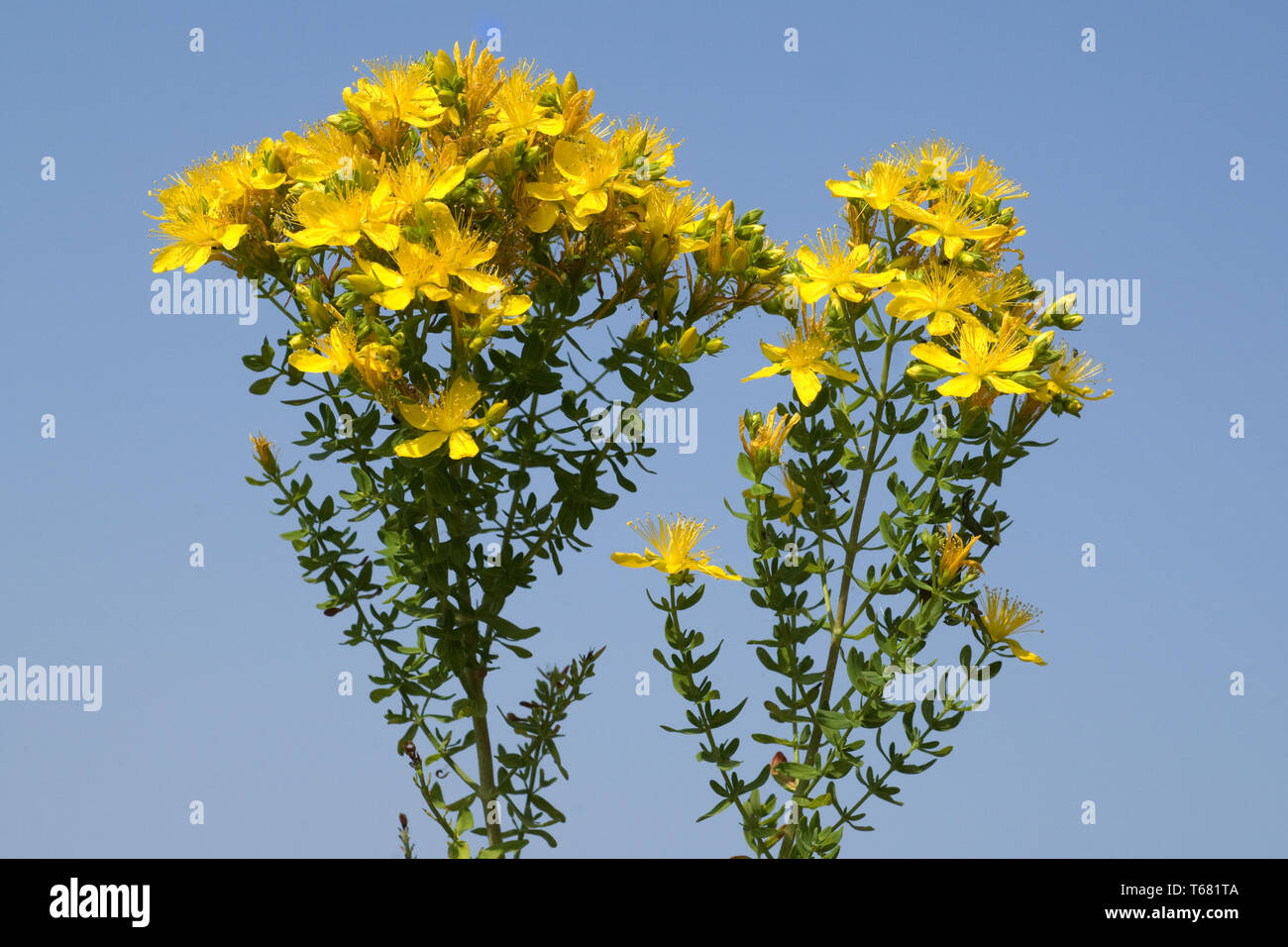 chase-devil, Klamath weed, Tipton's weed, goat weed, St. John's wort ...