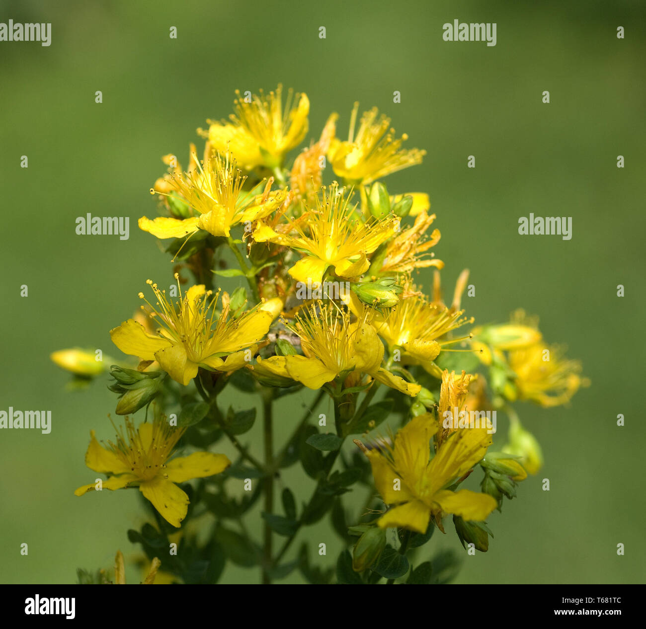 Weed whi hi-res stock photography and images - Alamy