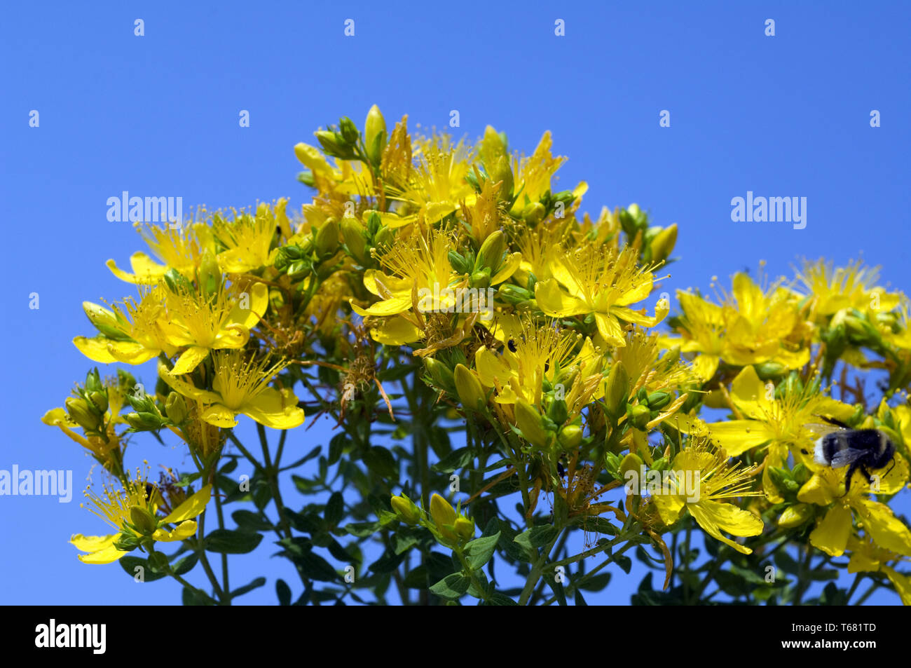 chase-devil, Klamath weed, Tipton's weed, goat weed, St. John's wort ...