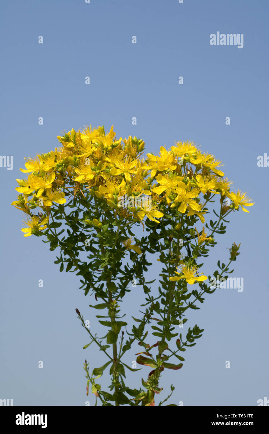 chase-devil, Klamath weed, Tipton's weed, goat weed, St. John's wort ...