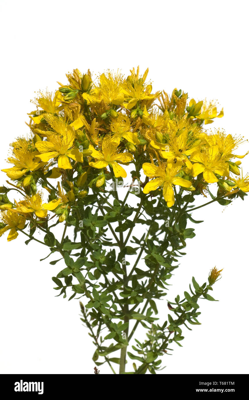 chase-devil, Klamath weed, Tipton's weed, goat weed, St. John's wort ...