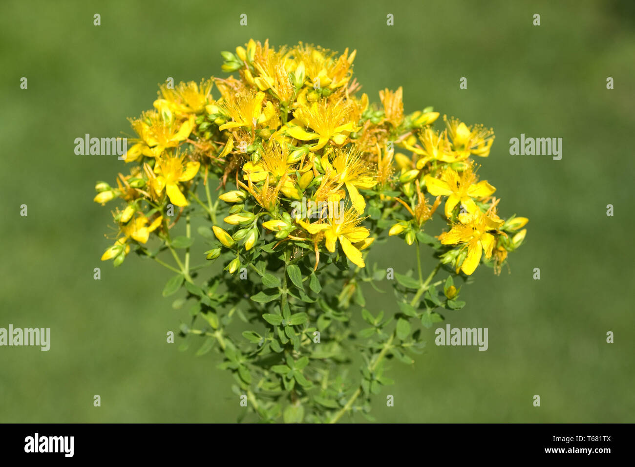 Devil Weed Stock Photos & Devil Weed Stock Images - Alamy
