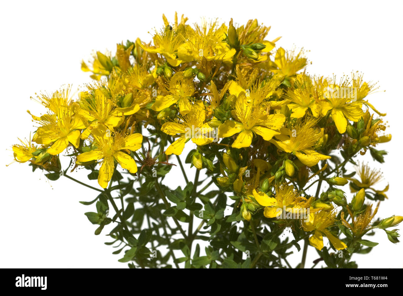 Tiptons Weed High Resolution Stock Photography and Images - Alamy