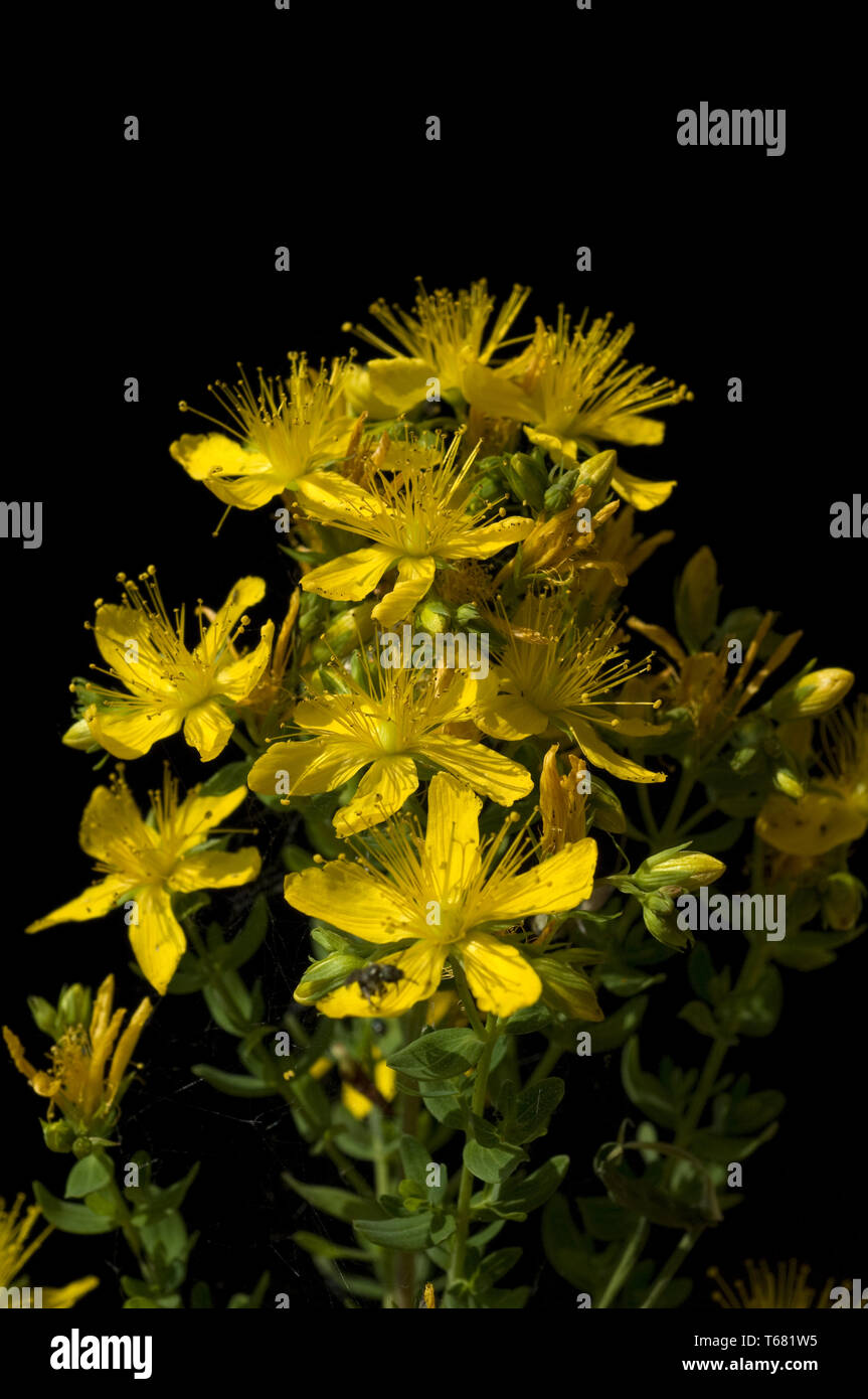 chase-devil, Klamath weed, Tipton's weed, goat weed, St. John's wort ...