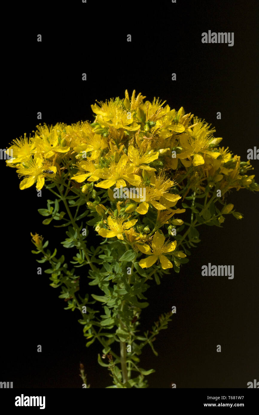 chase-devil, Klamath weed, Tipton's weed, goat weed, St. John's wort ...