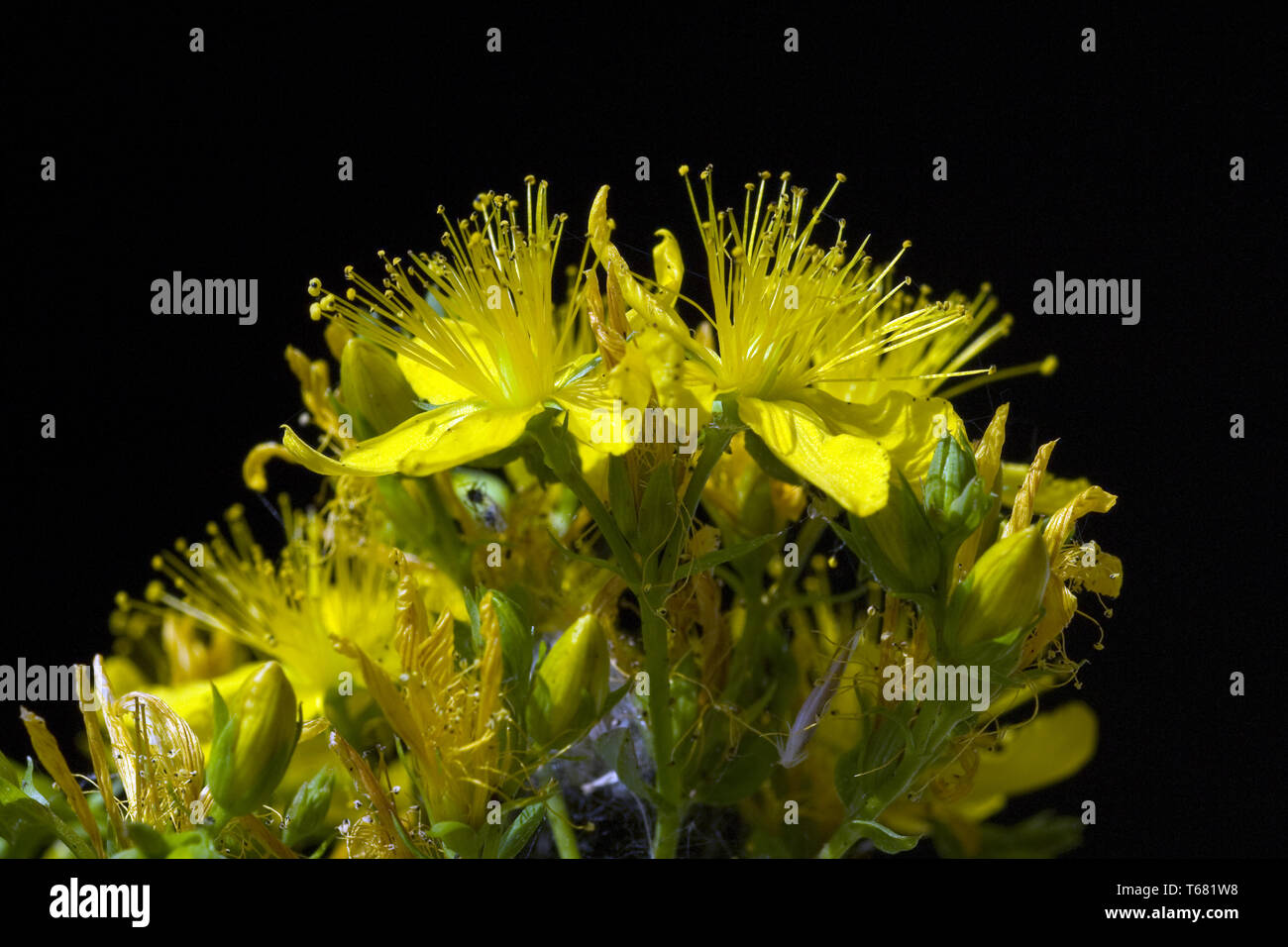 chase-devil, Klamath weed, Tipton's weed, goat weed, St. John's wort ...