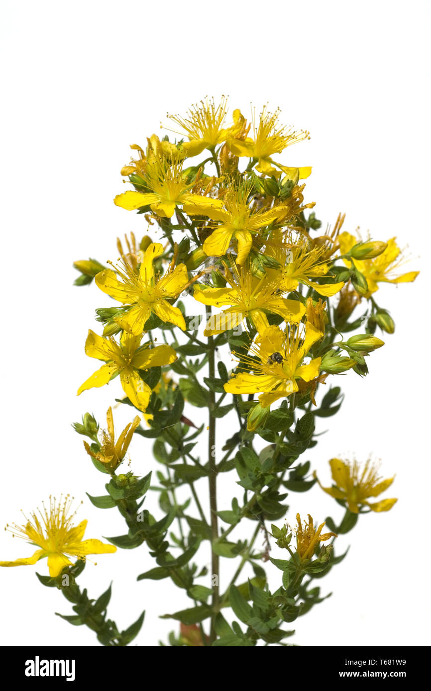 chase-devil, Klamath weed, Tipton's weed, goat weed, St. John's wort ...