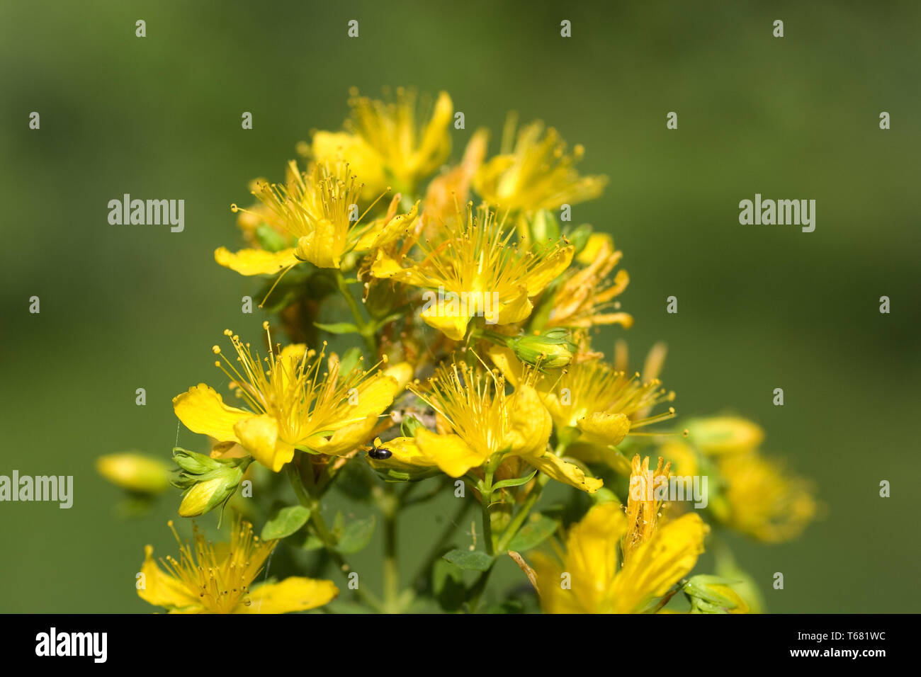 chase-devil, Klamath weed, Tipton's weed, goat weed, St. John's wort ...