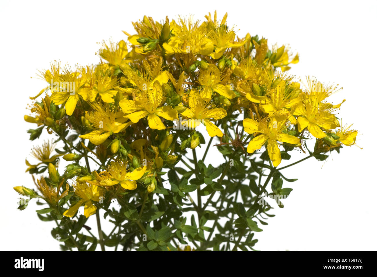 chase-devil, Klamath weed, Tipton's weed, goat weed, St. John's wort ...