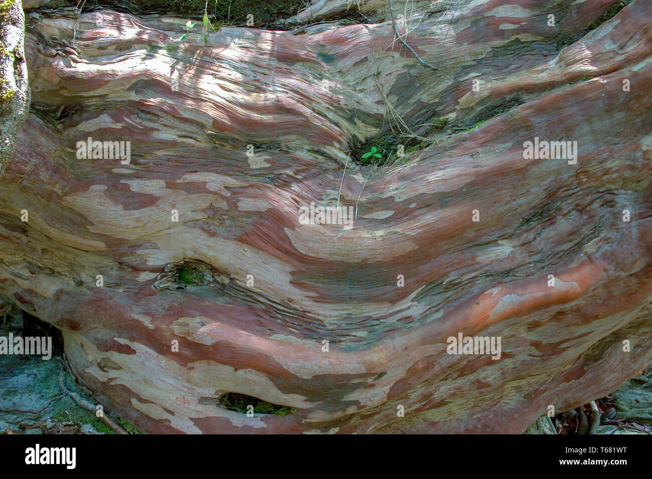 Close-up photography of the beautiful texture and color of a guava tree ...