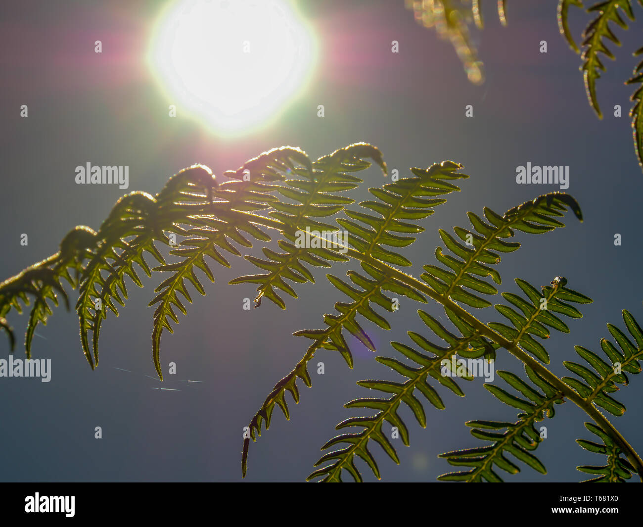 Detail of an eagle fern leaf against the morning sun. Captured at the ...