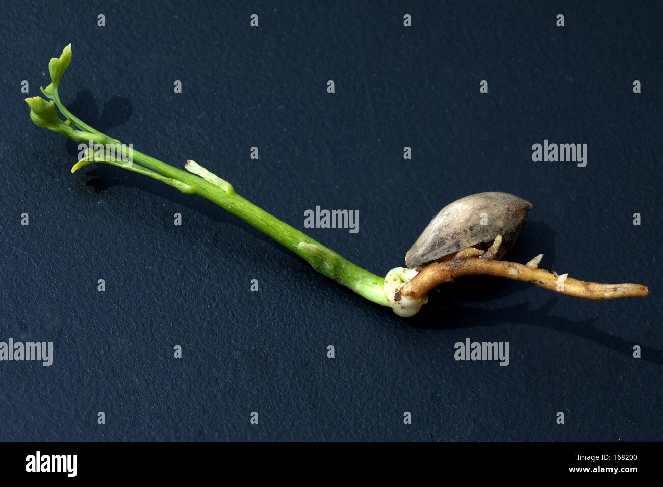 Ginkgosproessling hi-res stock photography and images - Alamy