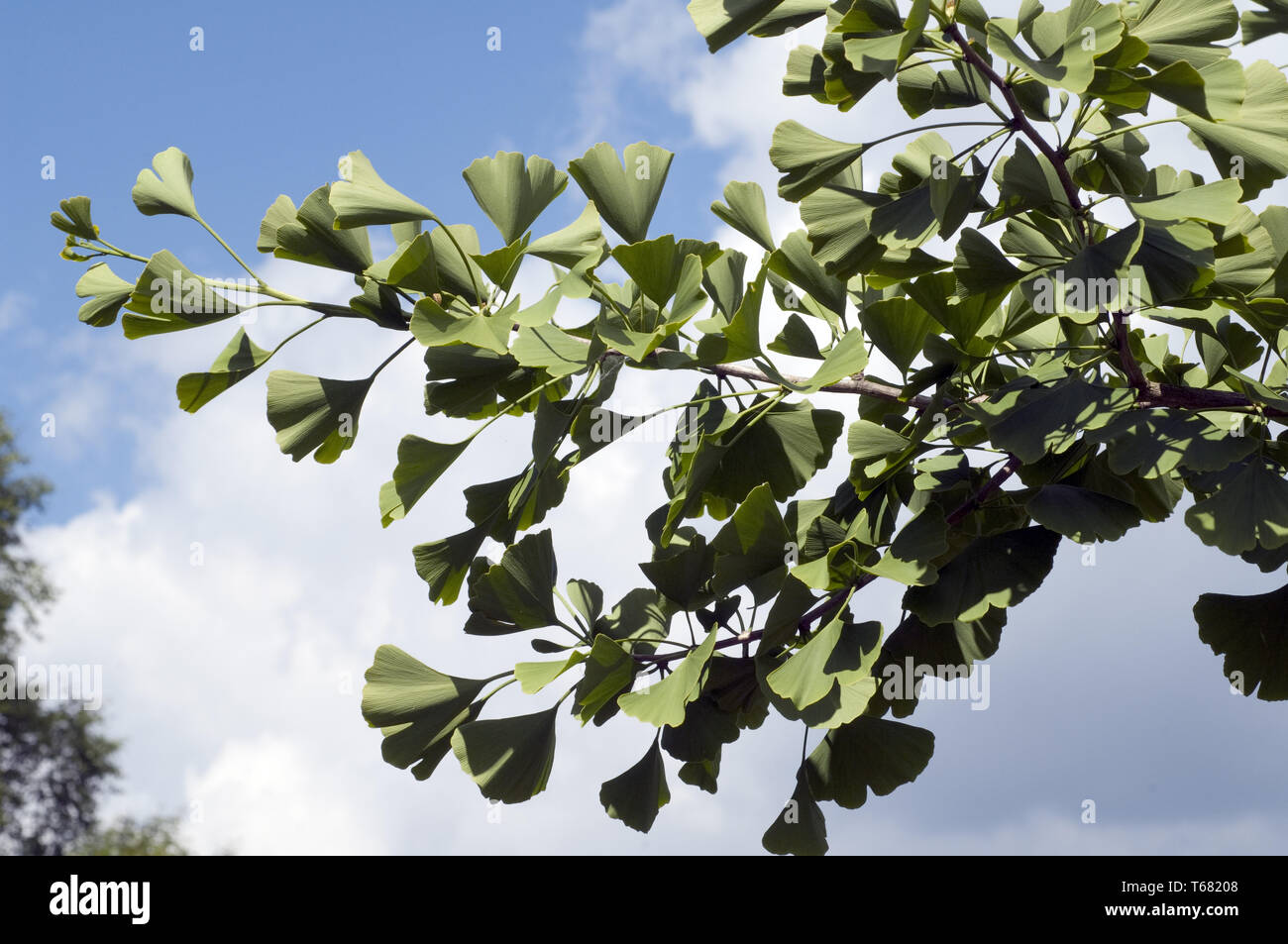 Ginkgo sheet hi-res stock photography and images - Alamy