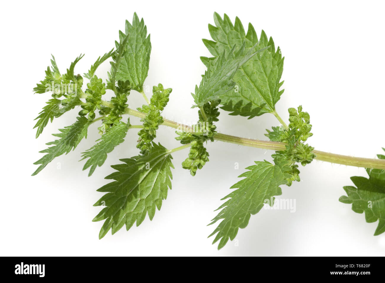 Native annual Cut Out Stock Images & Pictures - Alamy