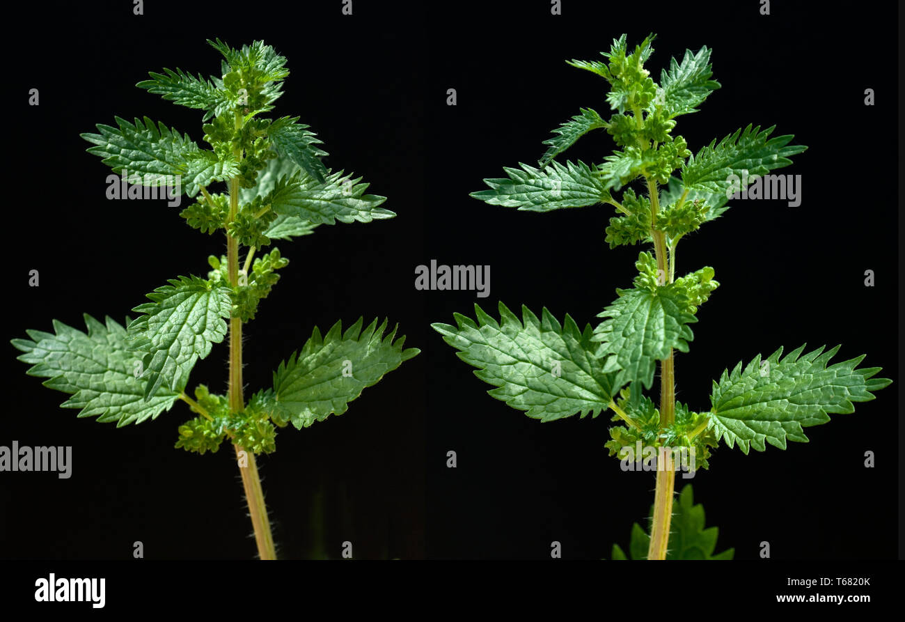 Dwarf nettle urtica urens hi-res stock photography and images - Alamy