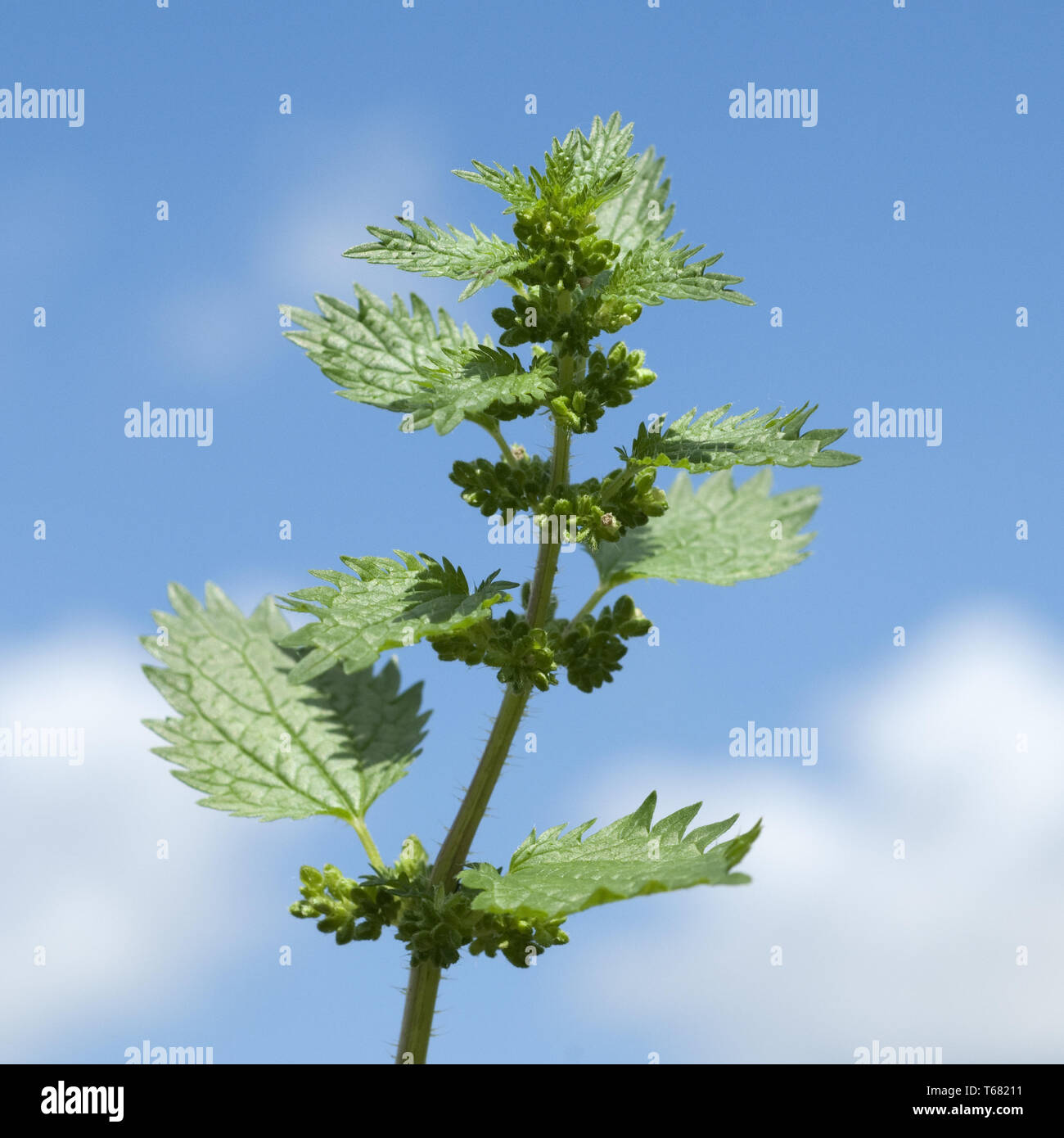Dwarf nettle urtica urens hi-res stock photography and images - Alamy