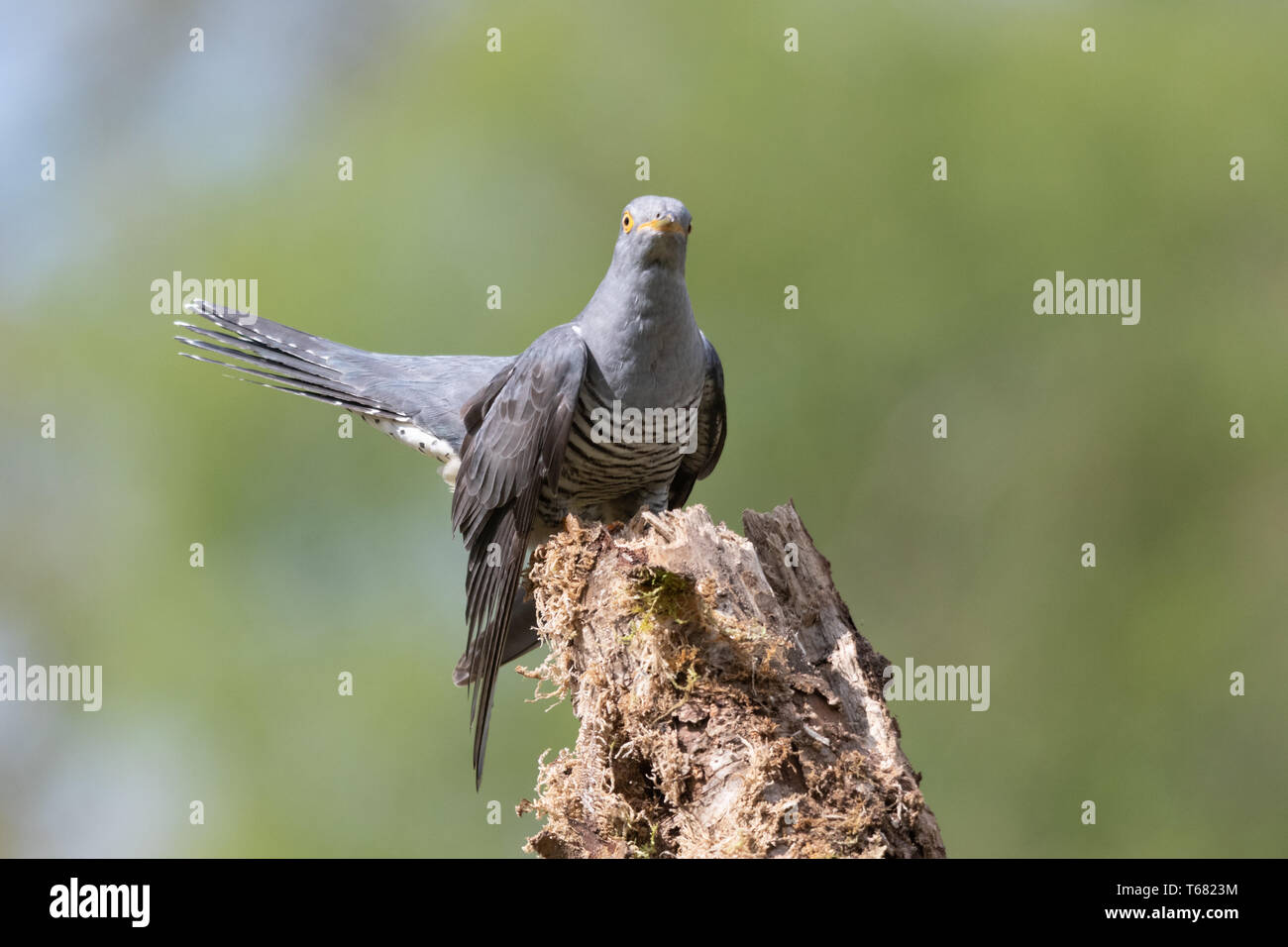 Cuckoo (Cuculus canorus) bird on a perch during Spring, Surrey, UK ...