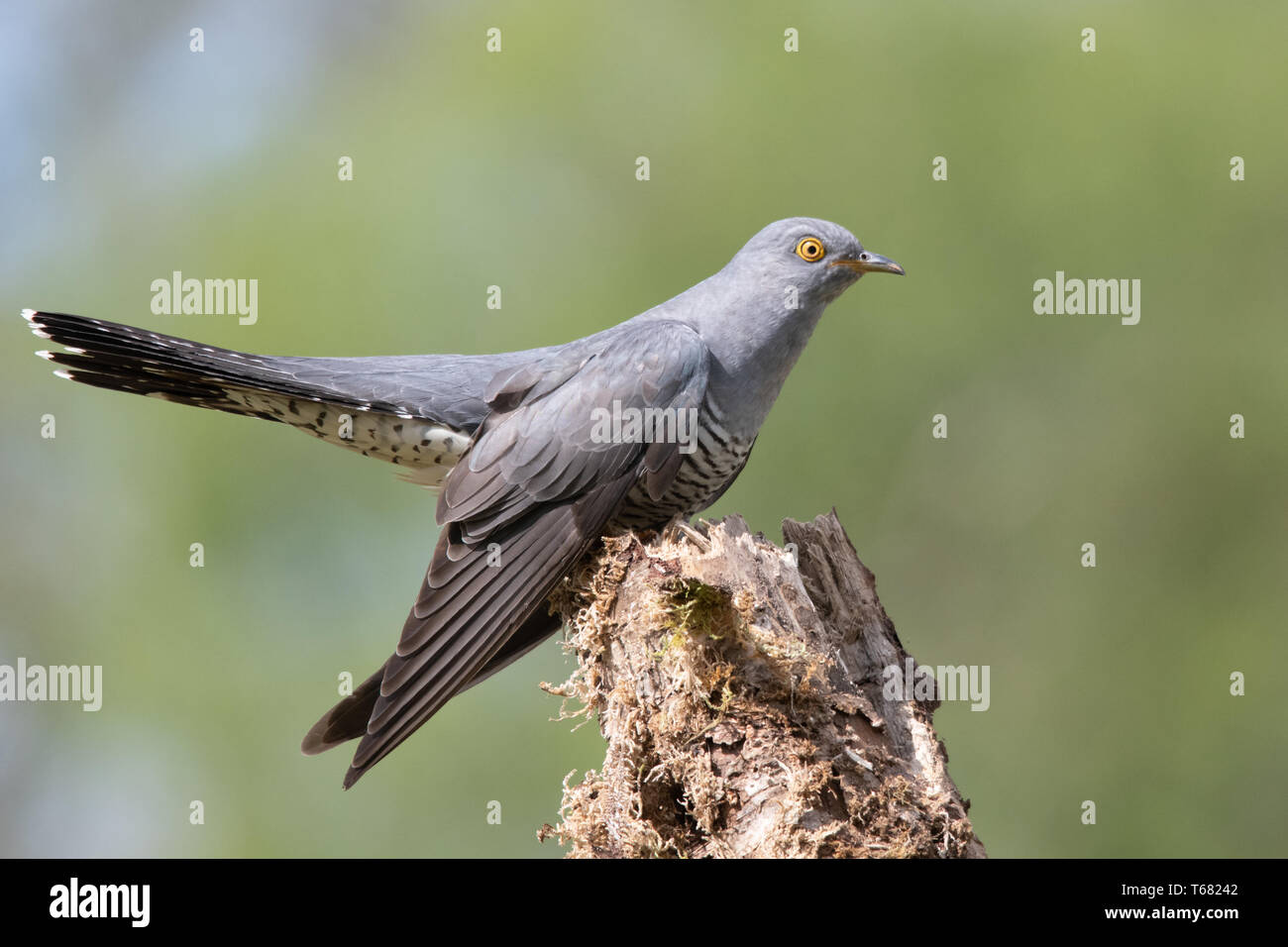 Cuckoo (Cuculus canorus) bird on a perch during Spring, Surrey, UK ...