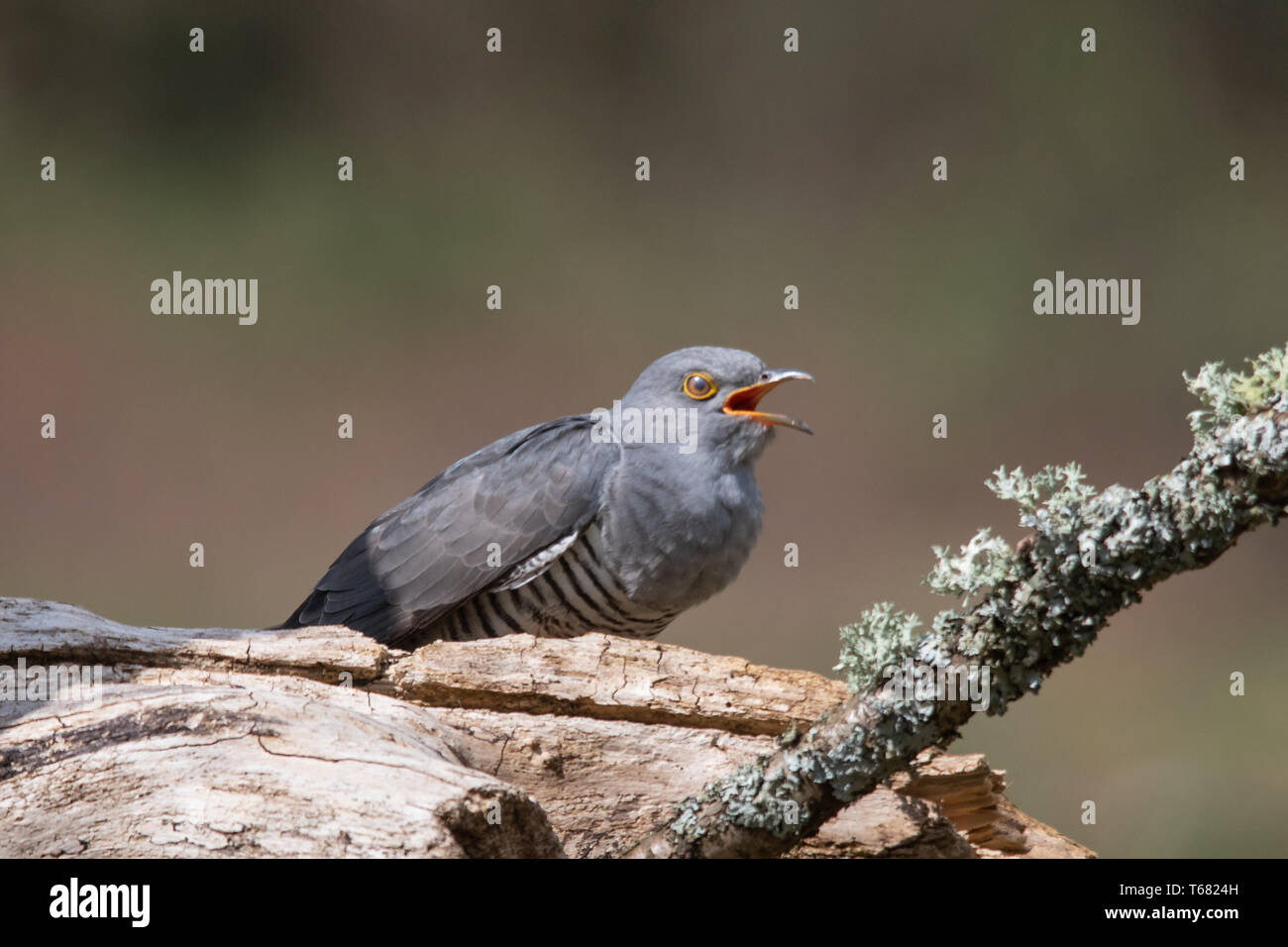 Cuckoo (Cuculus canorus) bird calling during Spring, Surrey, UK ...