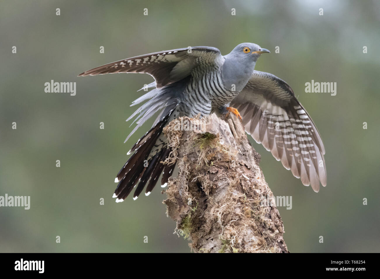 Cuckoo (Cuculus canorus) bird landing on a perch during Spring, Surrey ...