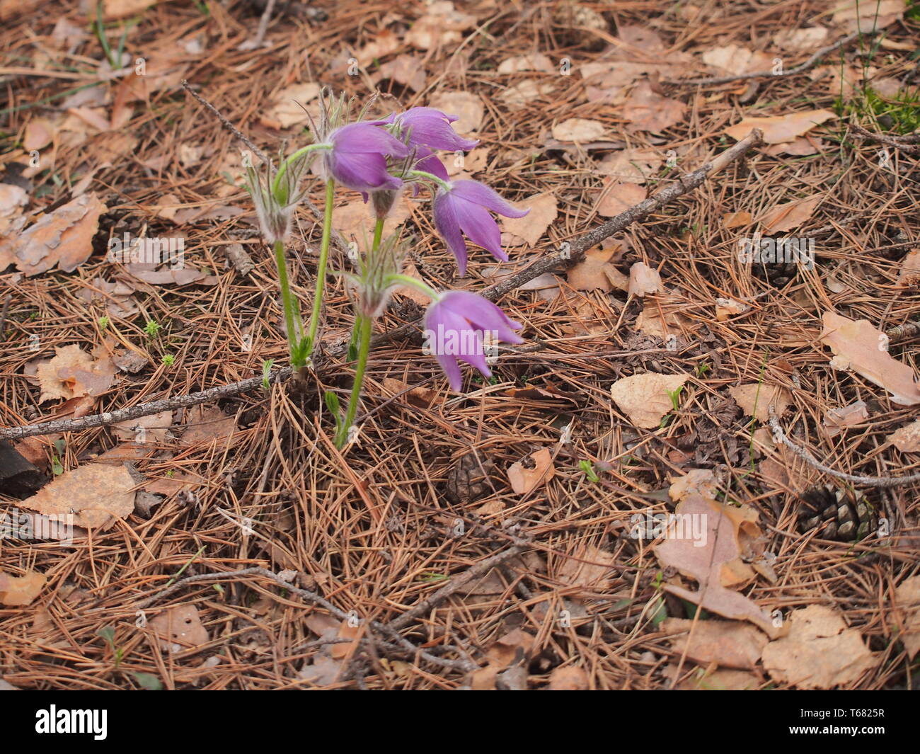 The buds of rock-lily bloom in the forest. Spring flowers. Nature Stock ...
