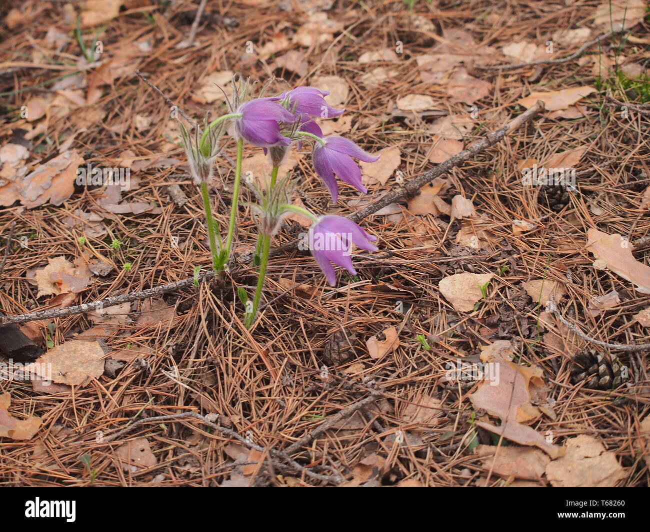 The buds of rock-lily bloom in the forest. Spring flowers. Nature Stock ...